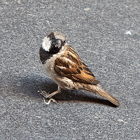 Design methods & methodology – Communication & Graphic Design Research